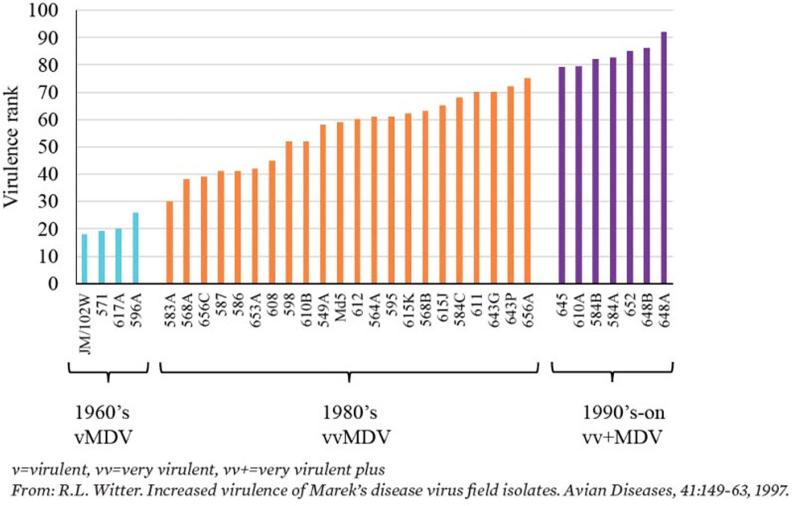 La Enfermedad de Marek es una enfermedad contagiosa y neoplásica de las ...