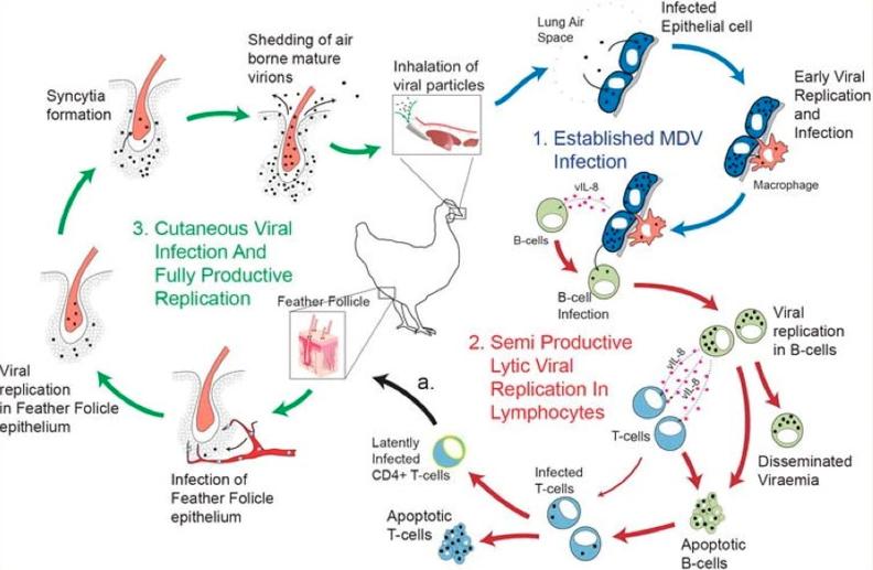 La Enfermedad de Marek es una enfermedad contagiosa y neoplásica de las ...