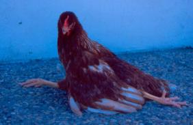 La Enfermedad de Marek es una enfermedad contagiosa y neoplásica de las ...