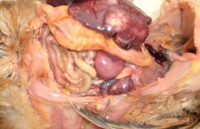 La Enfermedad de Marek es una enfermedad contagiosa y neoplásica de las ...