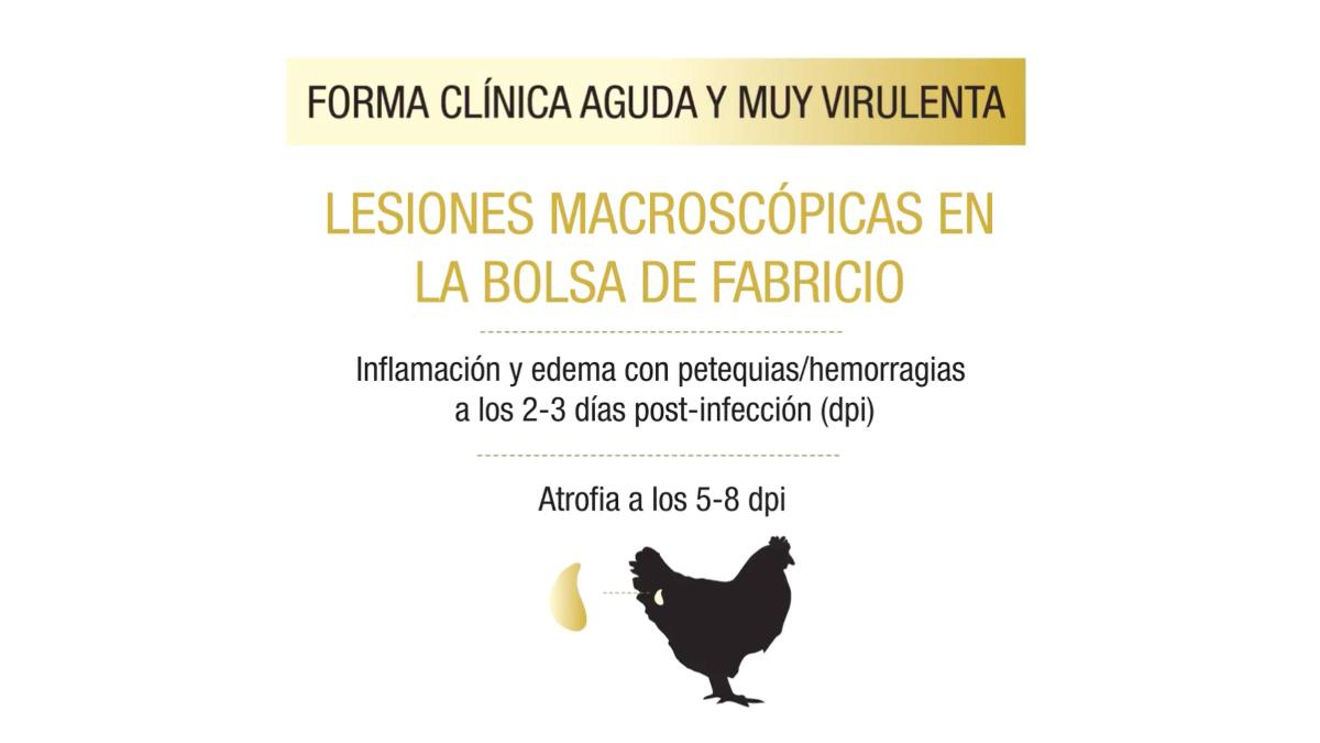 Vaxxitek® HVT+IBD Cada dosis contiene: virus IBD recombinante con ...
