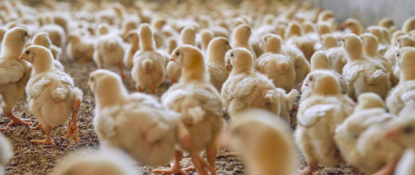 Boehringer Ingelheim ha recibido una autorización que afecta a la ficha ...