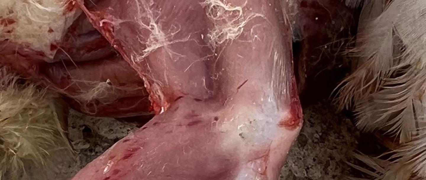 Enfermedad de Gumboro Bursitis Infecciosa. La bursitis infecciosa es ...