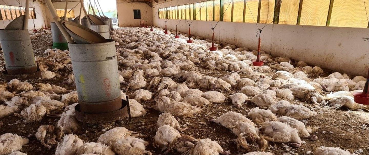 La Influenza Aviar (IA) comúnmente conocida como “gripe aviar”, es una ...