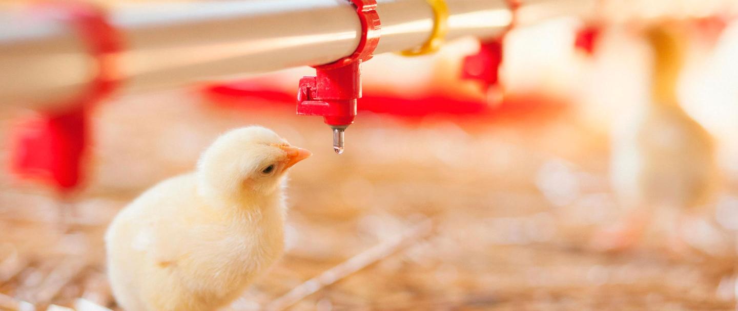 Sistema inmunitario Defensa clave para la salud avícola El sistema ...